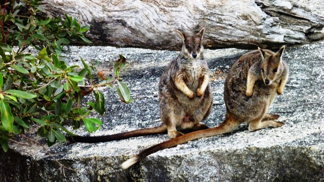 Granite Gorge | Tourism Mareeba | Rock Wallaby | Granite Gorge Mareeba