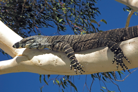 Goanna | Australian Monitor Lizard | Perentie | Australian Goanna ...